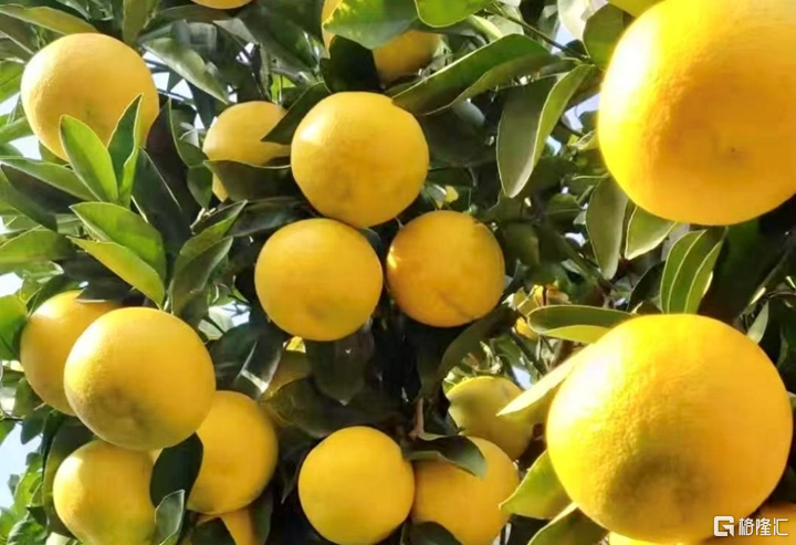 From Pinghe pomelos to grapefruits, how have Fujian's "local ...